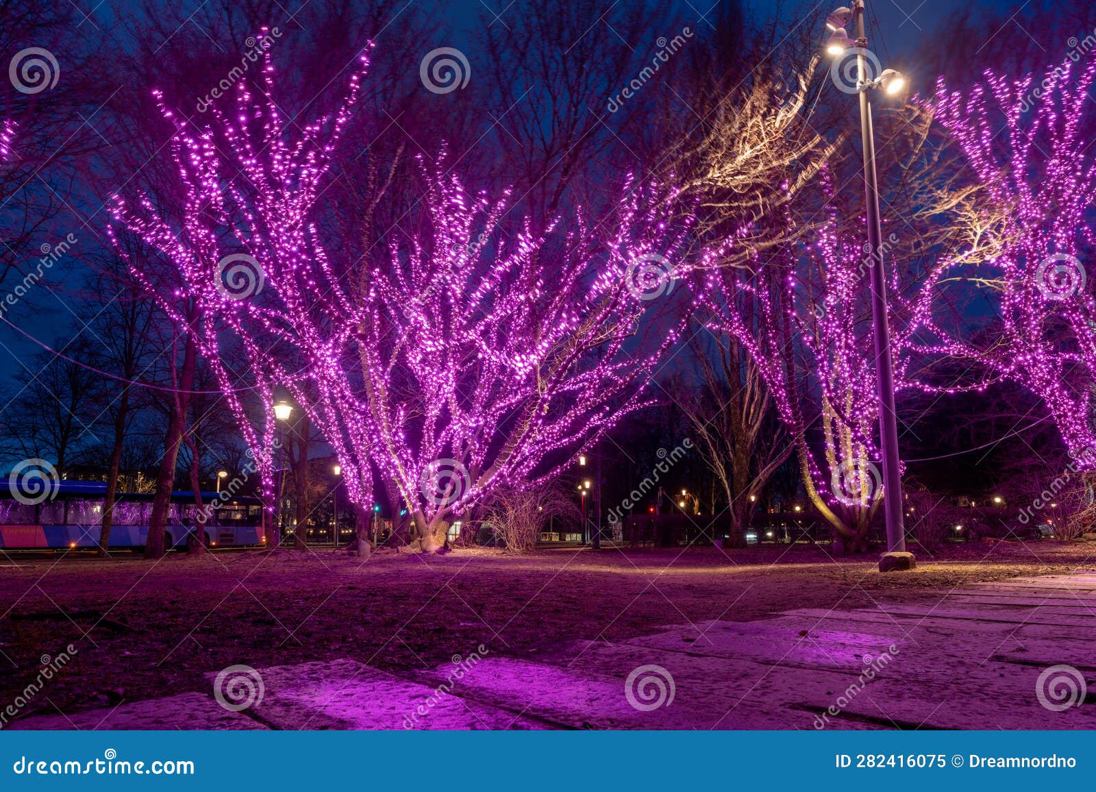 Violet Lights on Trees, Illuminations, Night, Magical Forest Stock ...