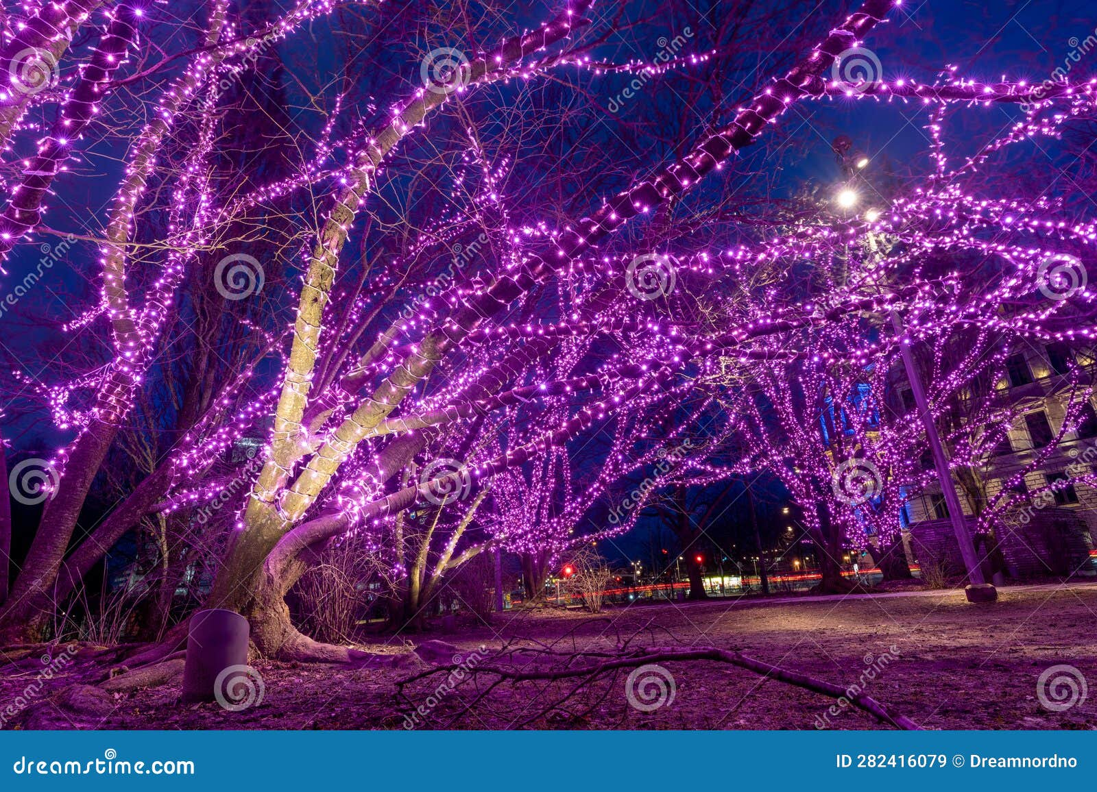 Violet Lights on Trees, Illuminations, Night, Magical Forest Stock ...