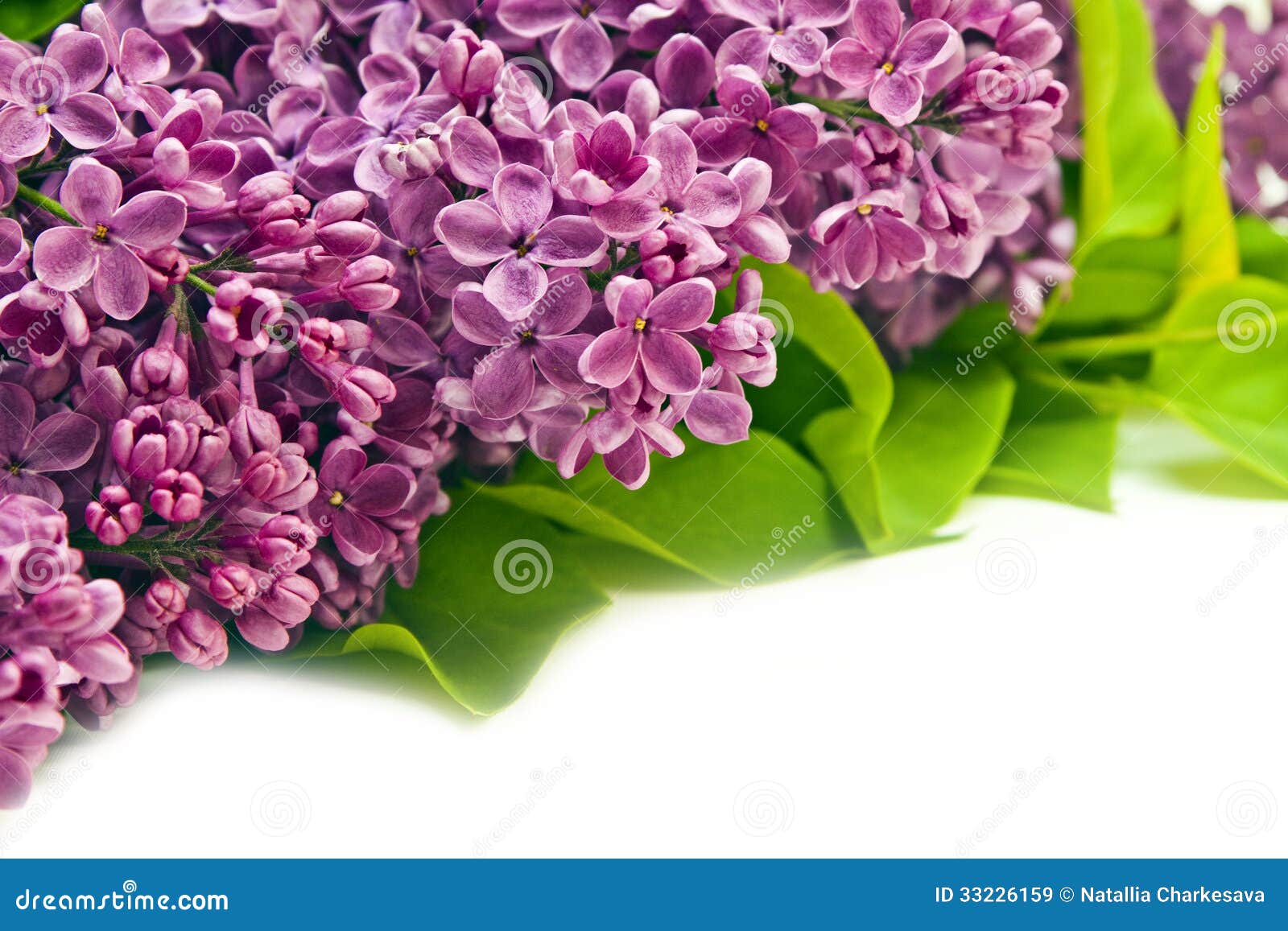 Violet lilac border stock image. Image of flower, beauty - 33226159