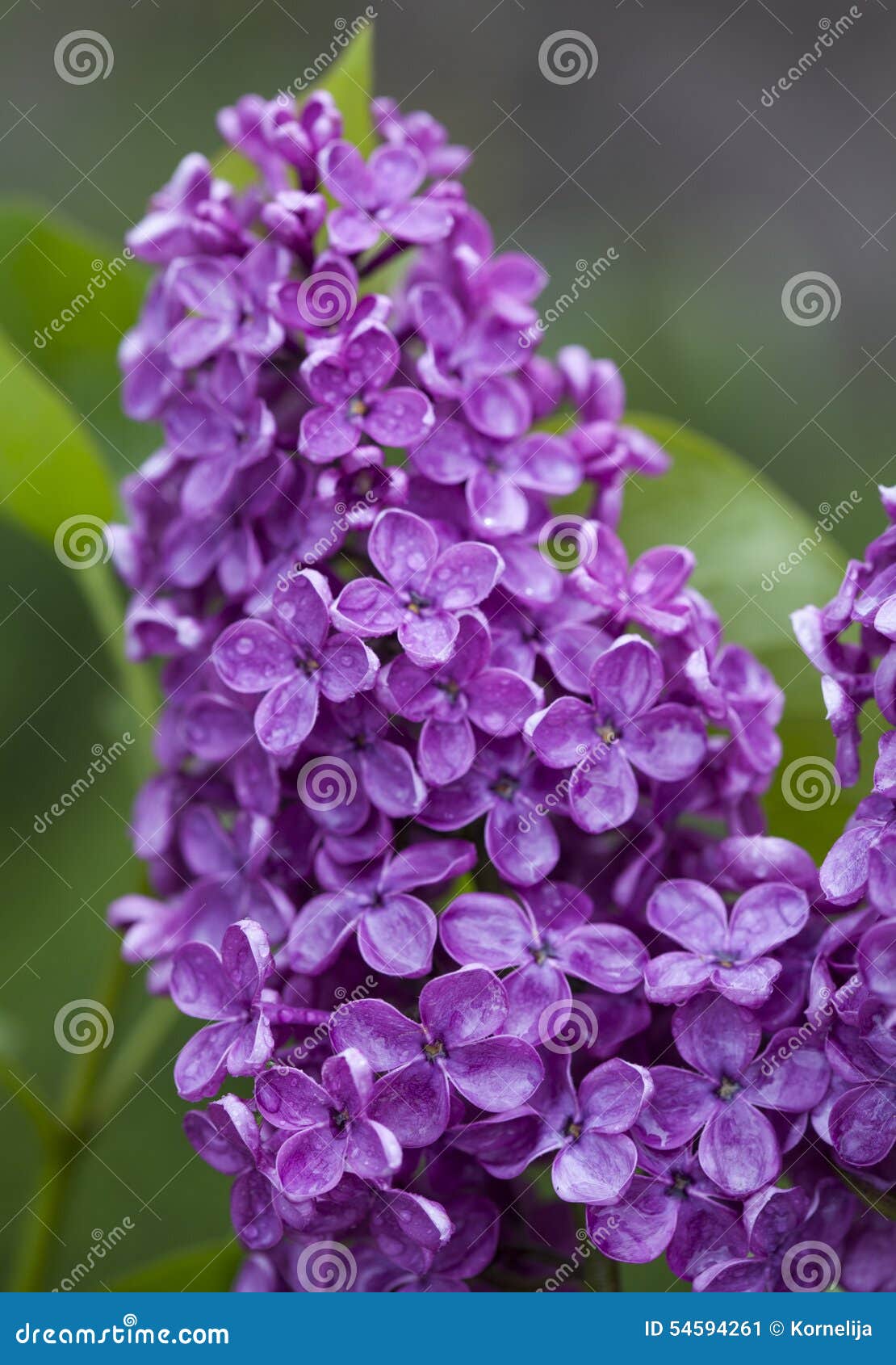 Violet lilac flower stock image. Image of large, park - 54594261