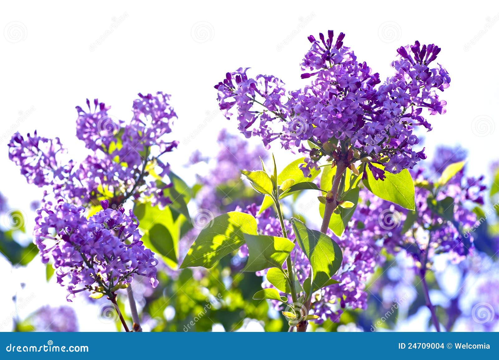 Violet Lilac Flowering stock photo. Image of vulgaris - 24709004