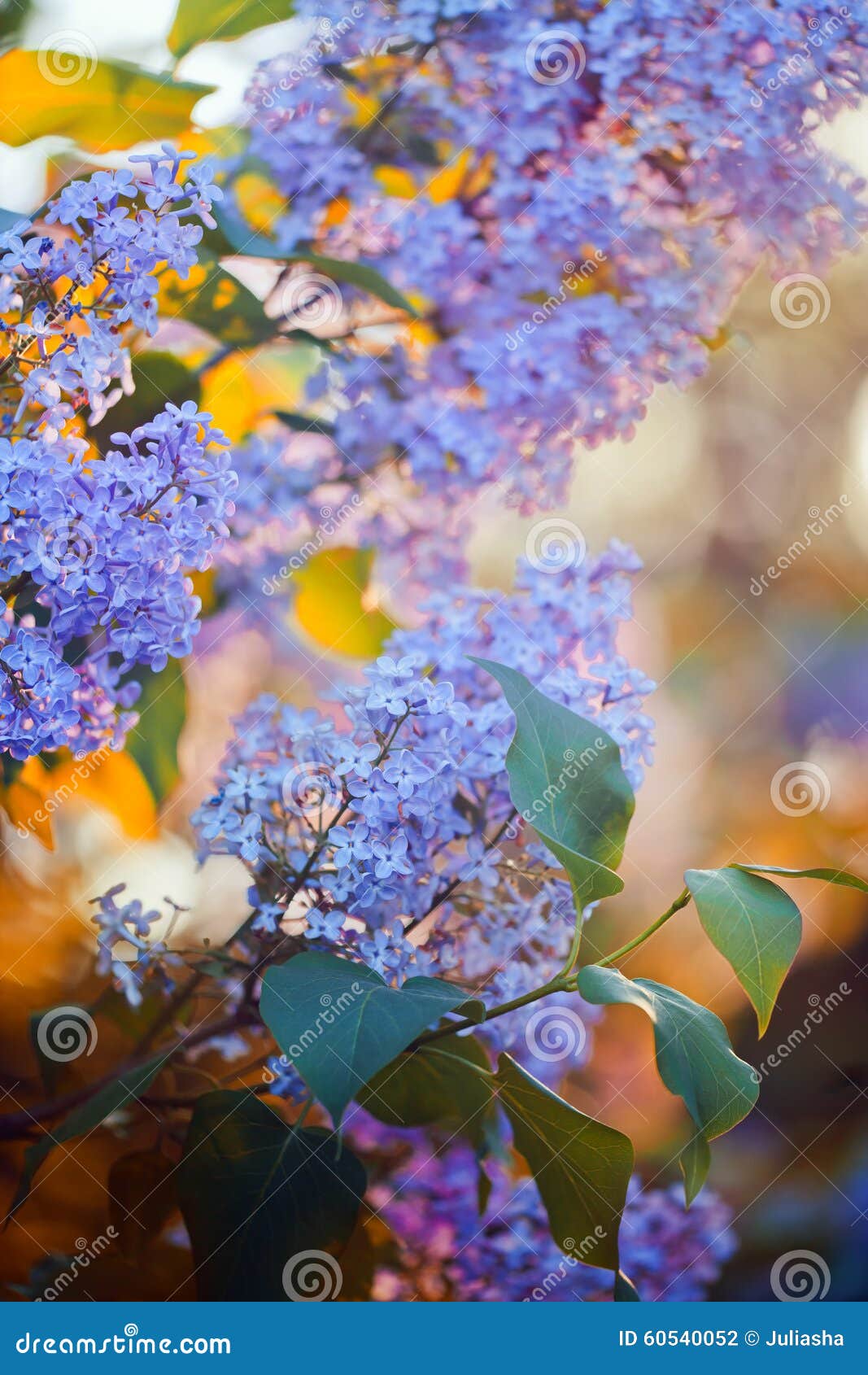 Violet lilac at red sunset stock photo. Image of flower - 60540052