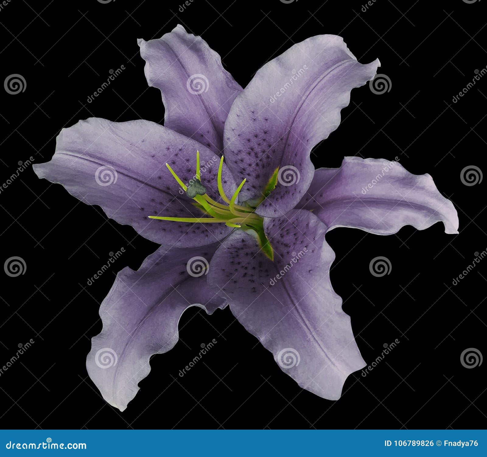 Violet Lily. Stock Image | CartoonDealer.com #31301797