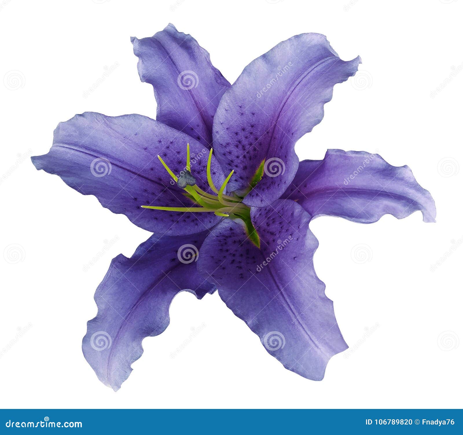 Violet Lily Flower On A White Isolated Background With Clipping Path No ...