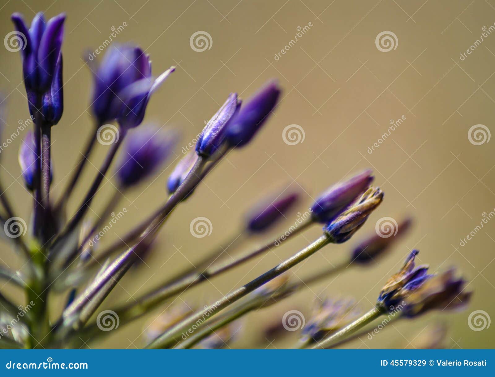 Violet little flower stock image. Image of lavender, agriculture - 45579329
