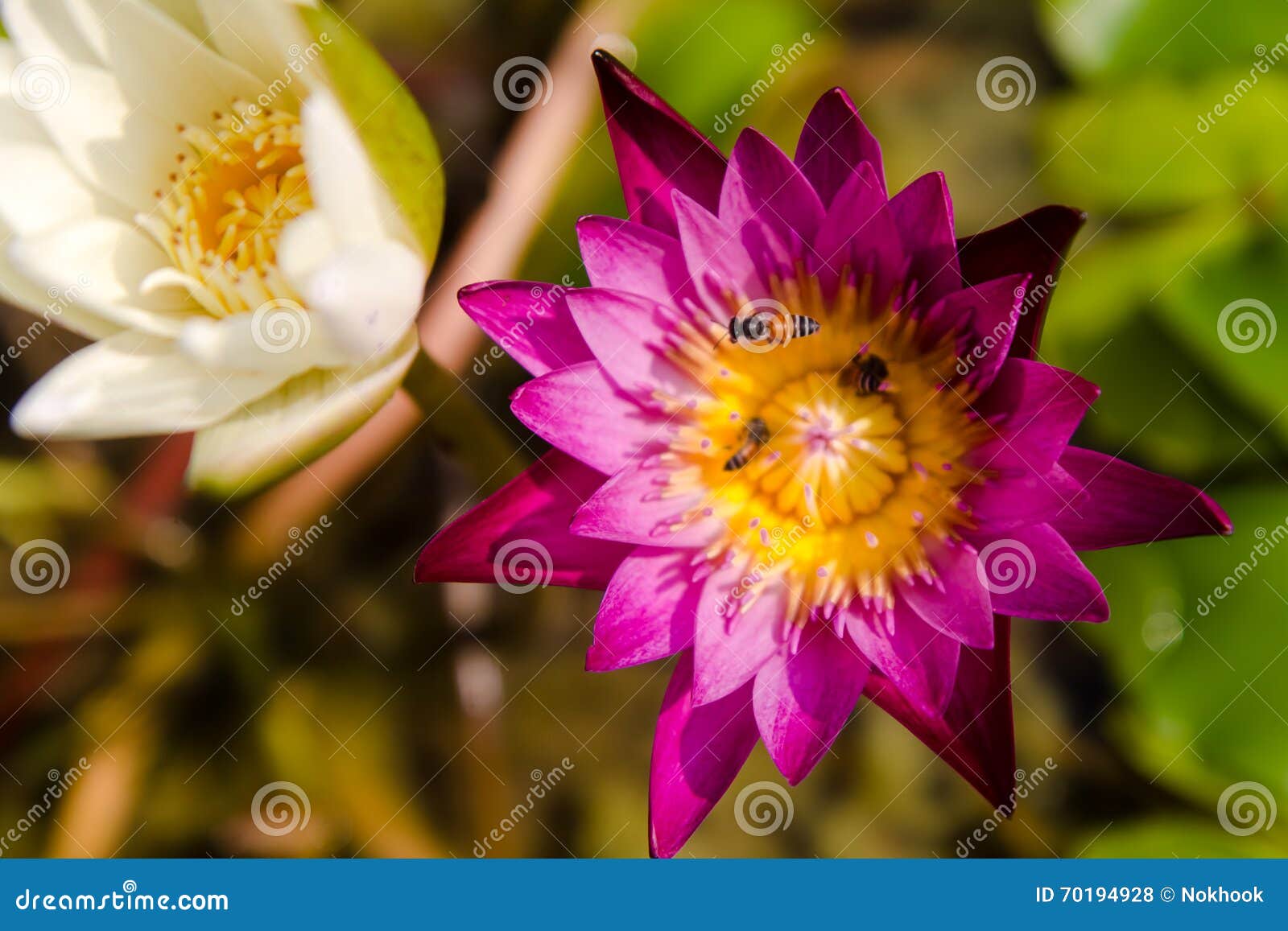 Violet lotus and a bee stock photo. Image of lotus, asia - 70194928