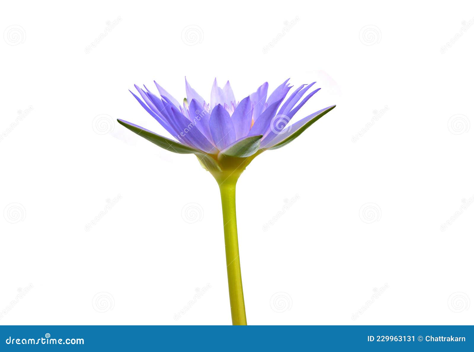 Violet Lotus Isolated on White Background. Stock Image - Image of ...