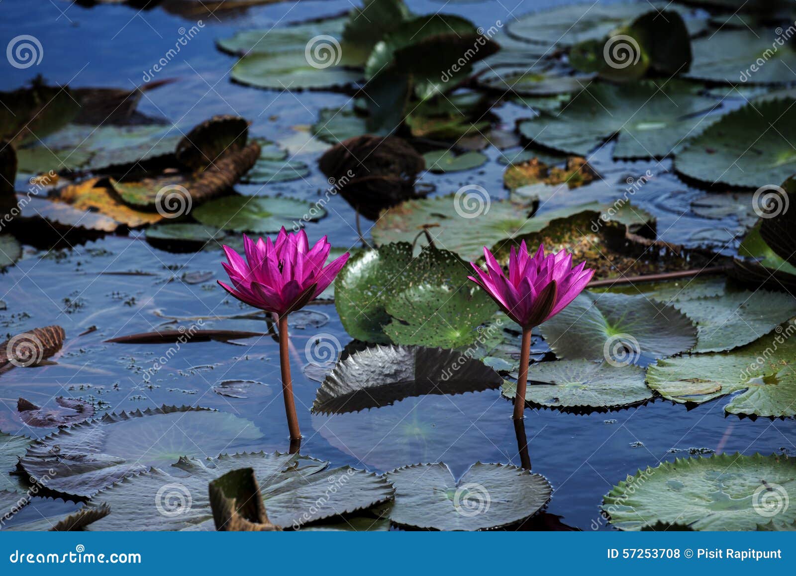 Violet lotus in the pool stock photo. Image of pool, violet - 57253708
