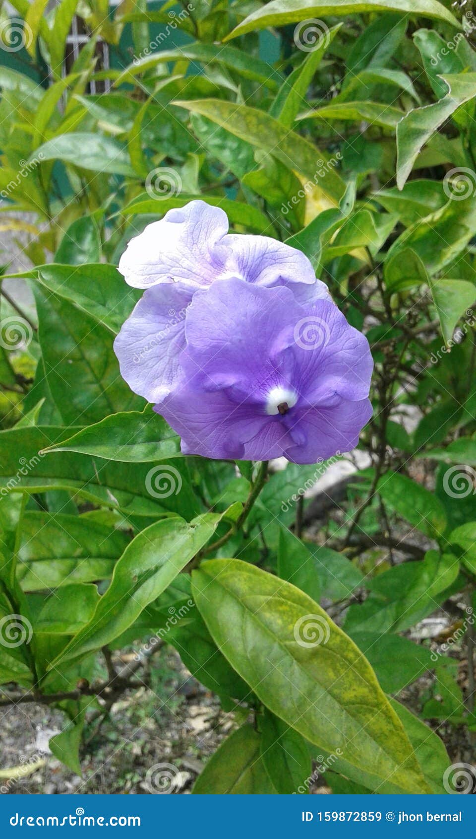 Violet Magic Creative Watercolor Brush Background, Texture Raster ...