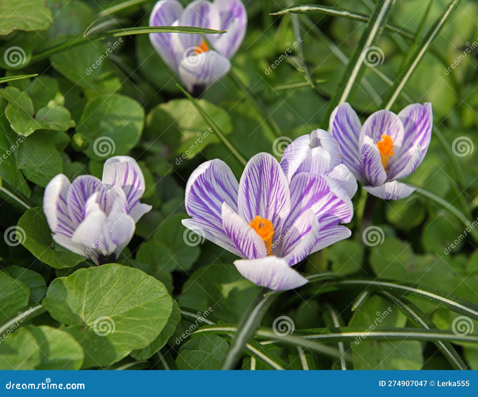 Violet Mauve, Striped Crocus Vernus (spring Crocus, Giant Crocus) in ...