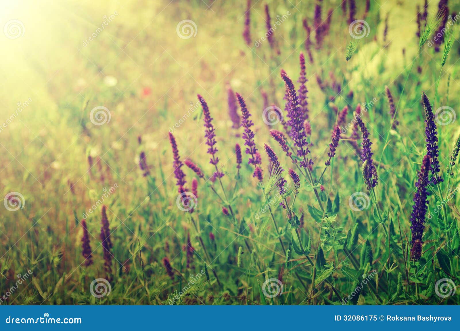 Violet meadow flower stock image. Image of flora, environment - 32086175
