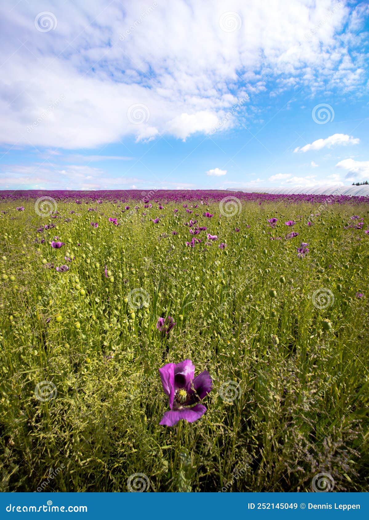 Violet moon flower field stock image. Image of prairie - 252145049