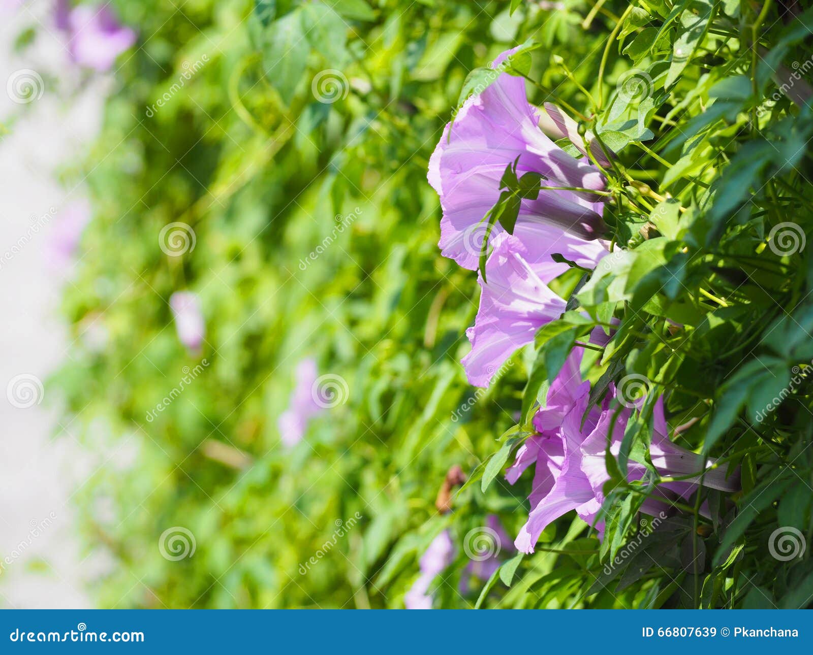 Violet Morning Glory Flower Stock Image - Image of natural, nature ...
