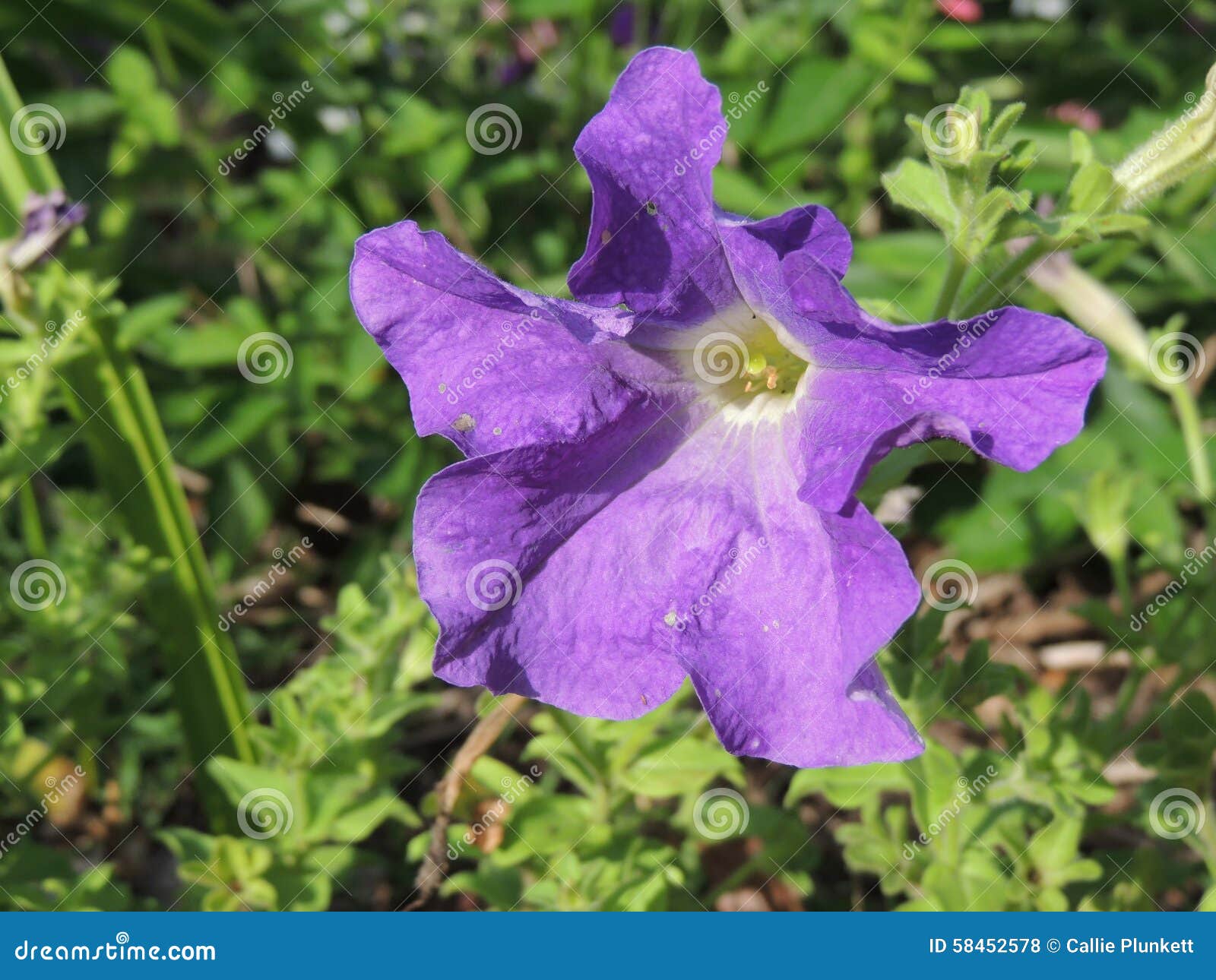 Violet morning glory stock photo. Image of plants, violet - 58452578