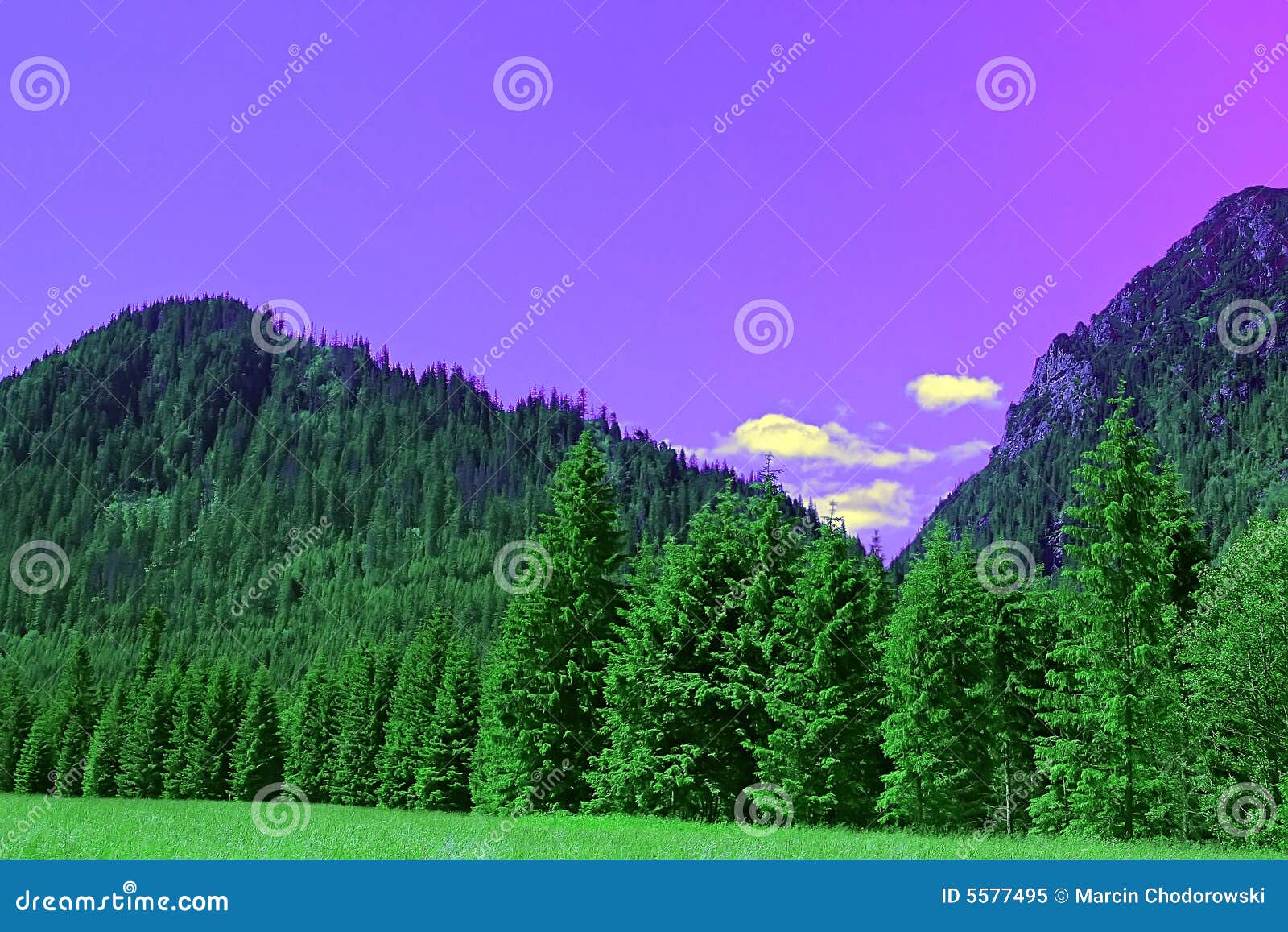 Violet mountain forest stock image. Image of tatras, poland - 5577495