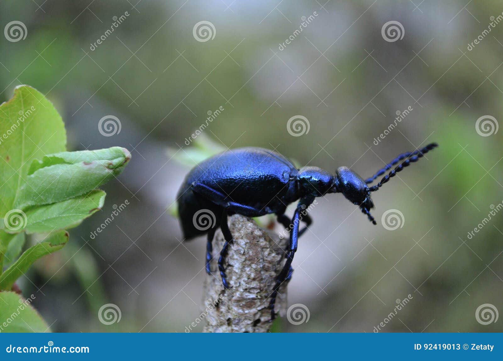 Violet oil beetle stock image. Image of beautiful, dark - 92419013