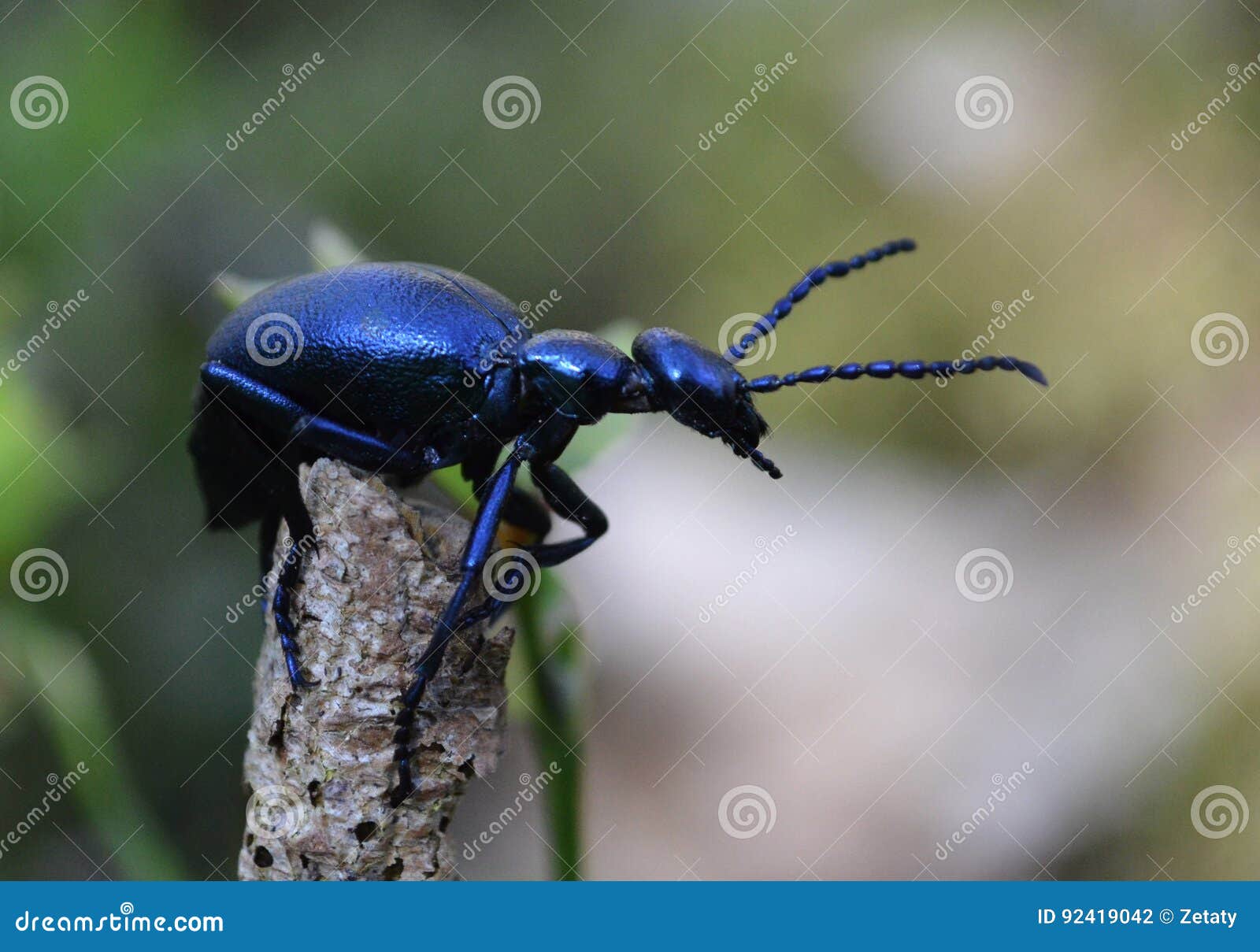 Violet oil beetle stock photo. Image of beautiful, color - 92419042