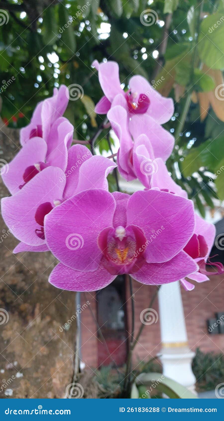 The violet orchid stock photo. Image of plant, wildflower - 261836288