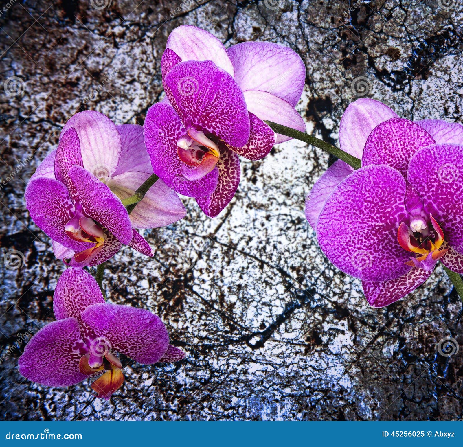 Violet Orchid, Backgrounds And Highlighted Flower Royalty-Free Stock ...