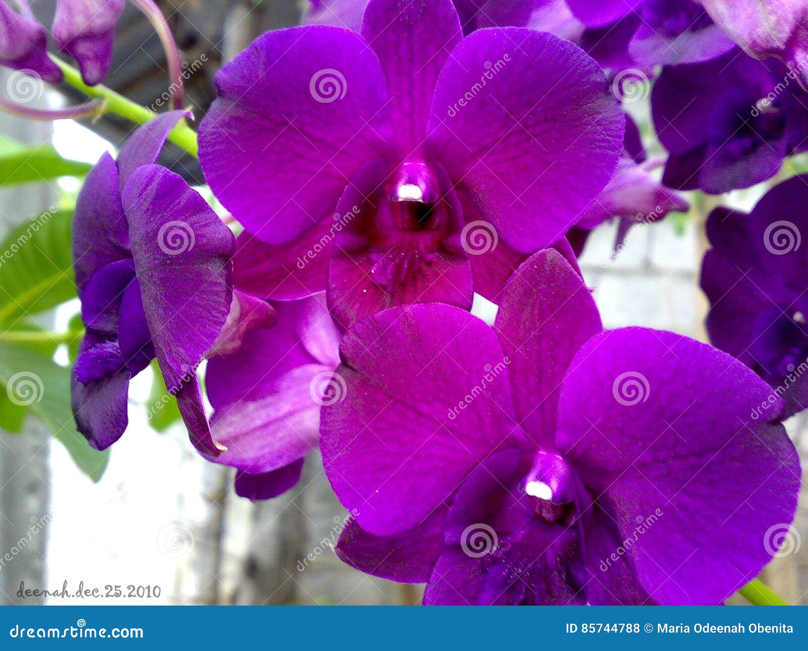 Violet orchid stock photo. Image of beautiful, fresh - 85744788
