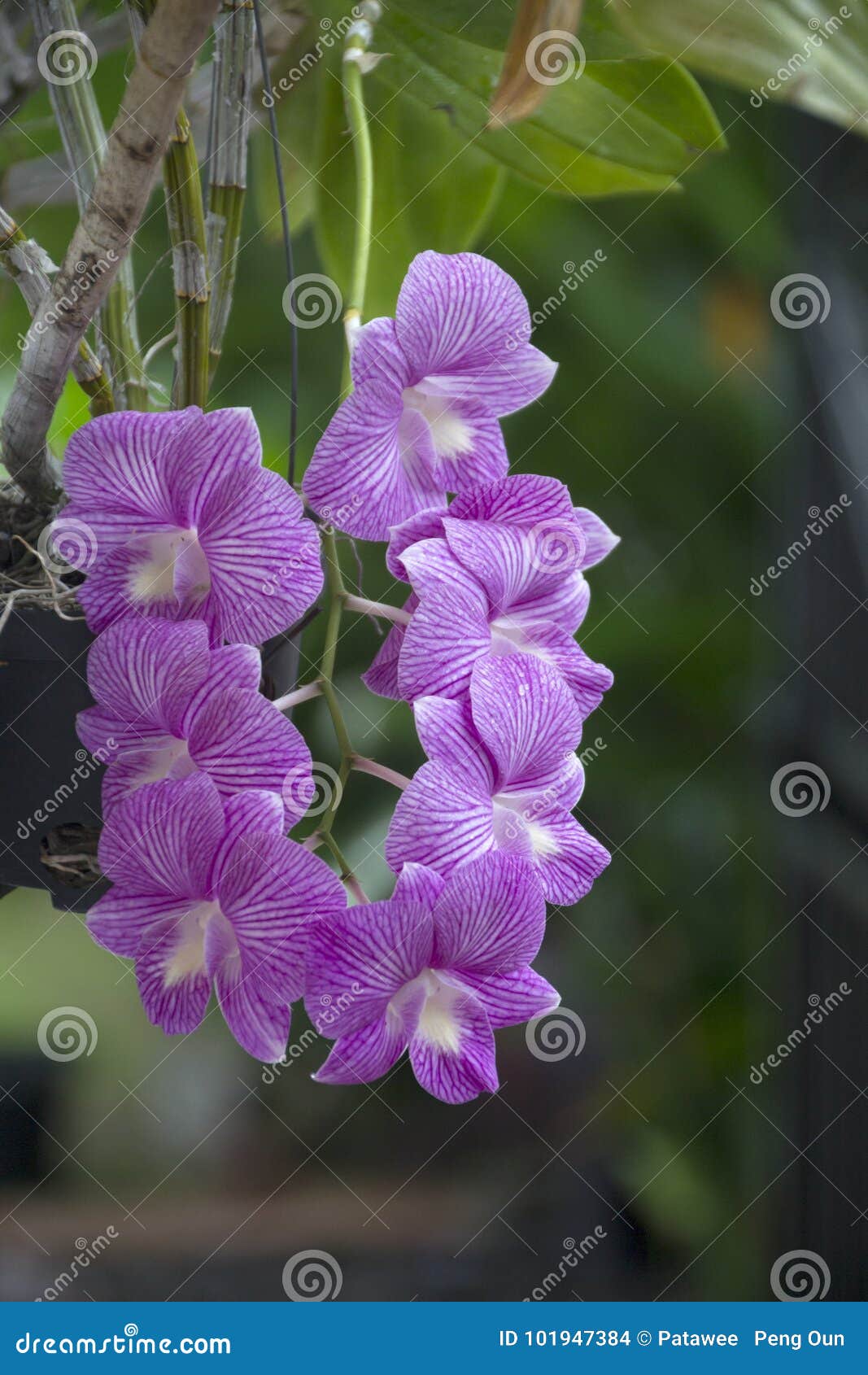Violet orchid stock photo. Image of colorful, flora - 101947384