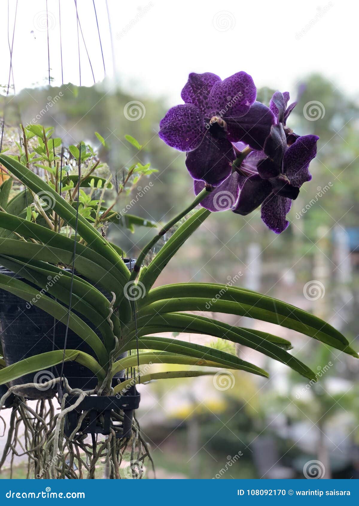 Violet orchid stock photo. Image of purple, orchid, violet - 108092170