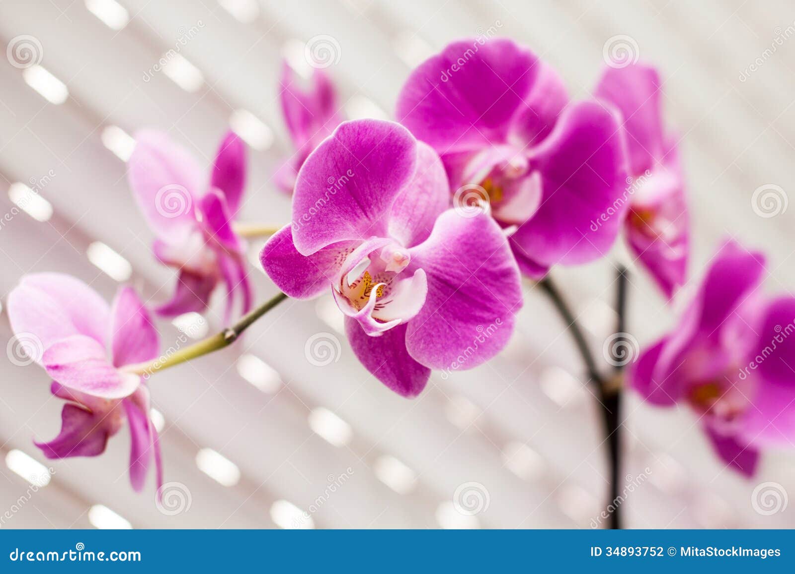 Violet orchid flower stock photo. Image of plant, beautiful - 34893752