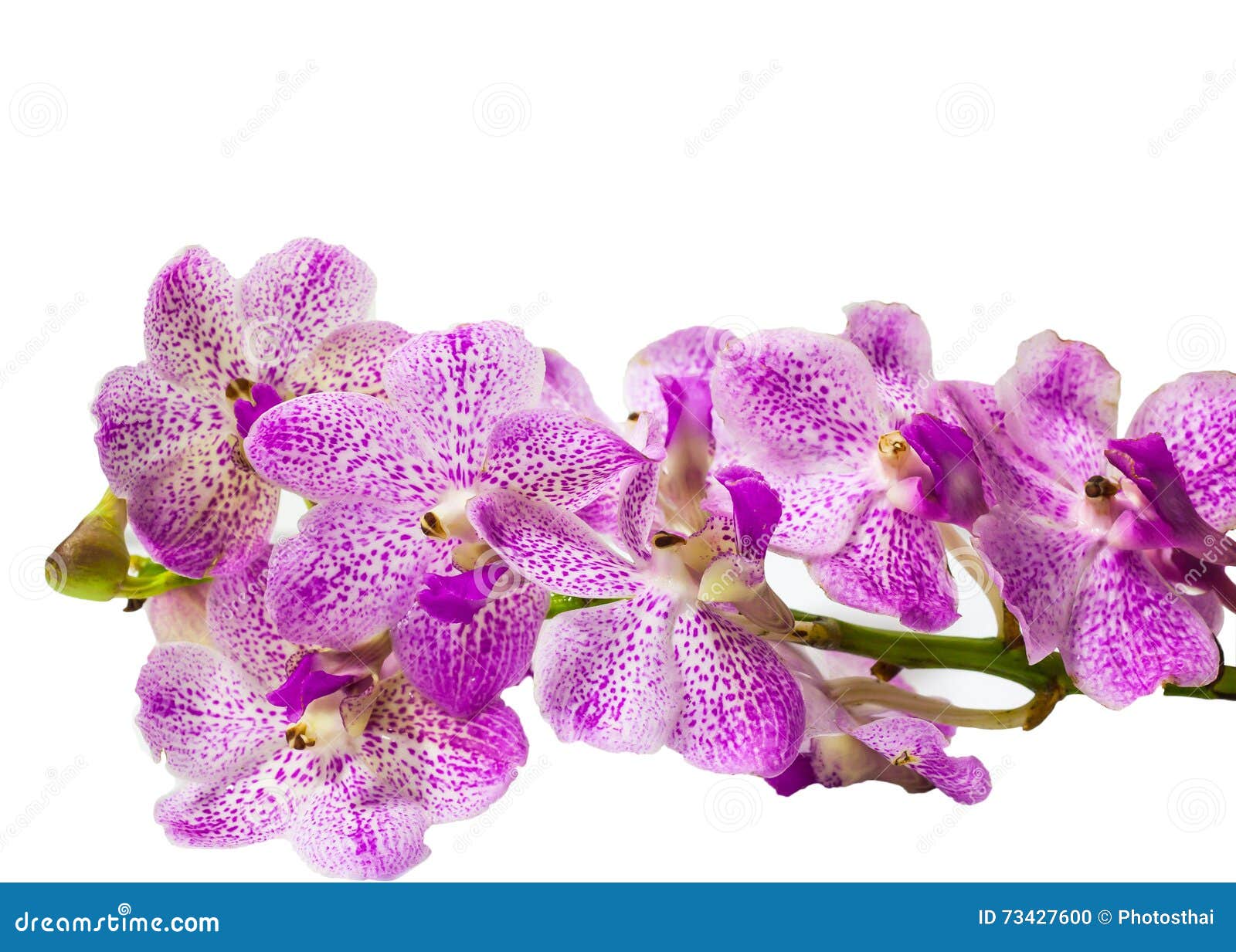 Violet orchid stock photo. Image of blossom, colorful - 73427600