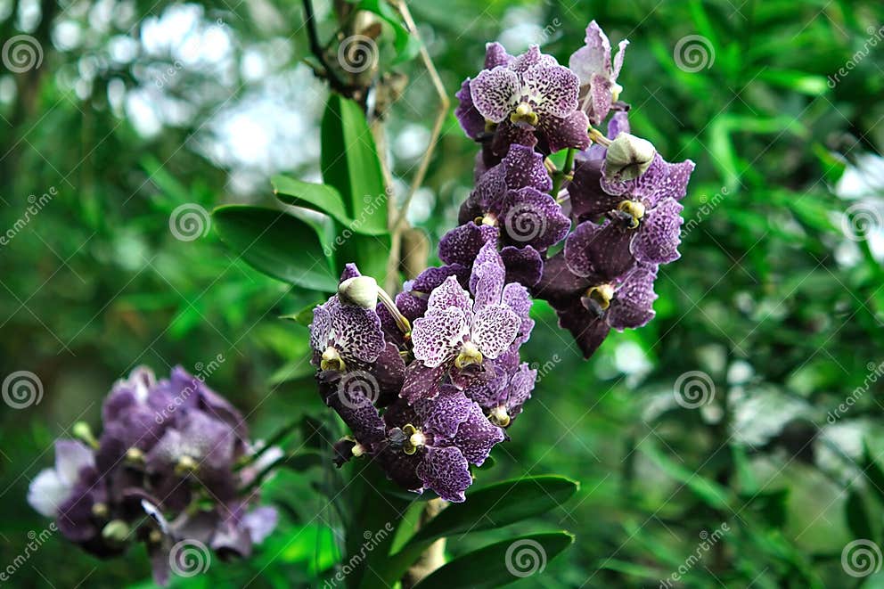 Violet Orchid in the Jungle Stock Image - Image of jungle, violet: 19049823