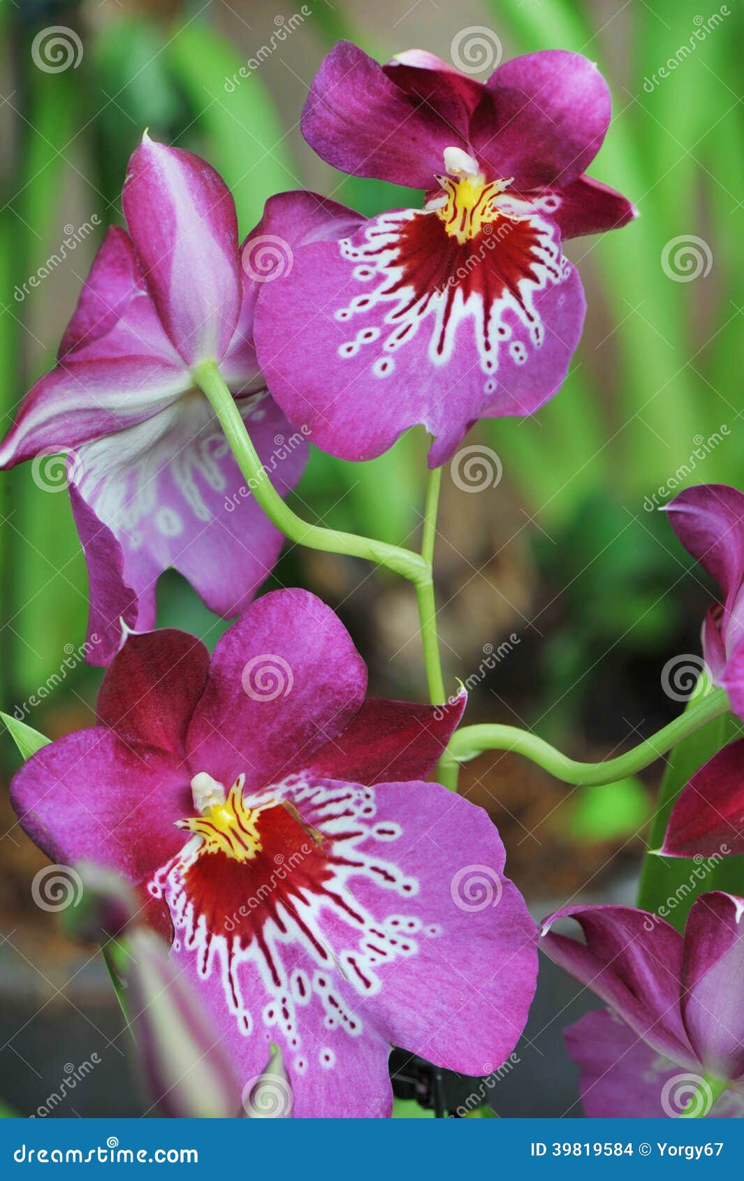 Violet Orchid stock photo. Image of garden, viola, flora - 39819584