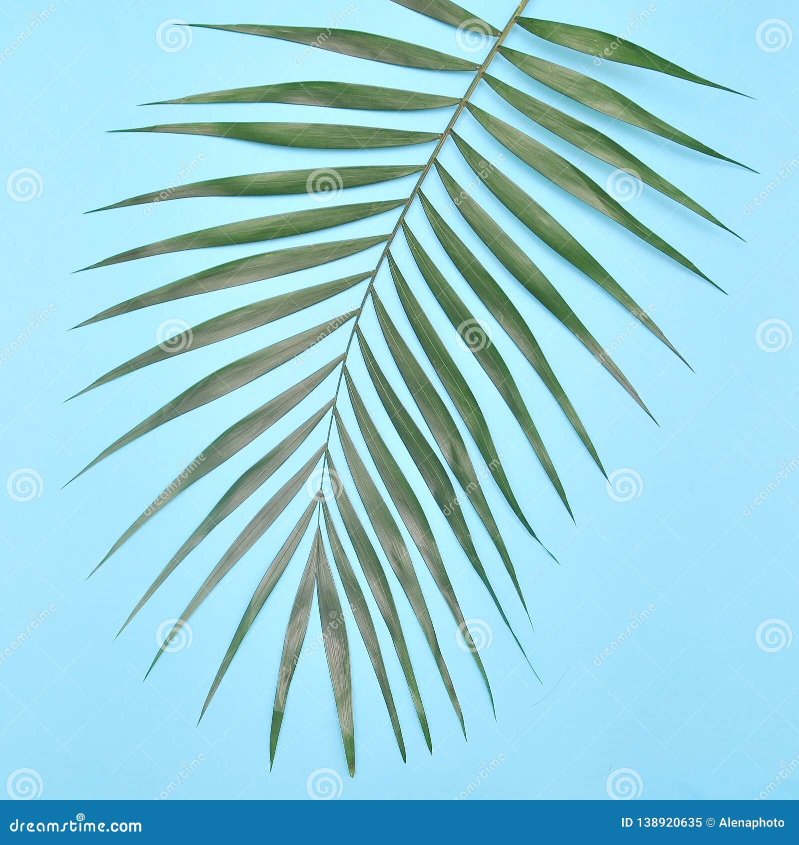 Palm Tree on Blue Background. Stock Image - Image of forest, palm ...