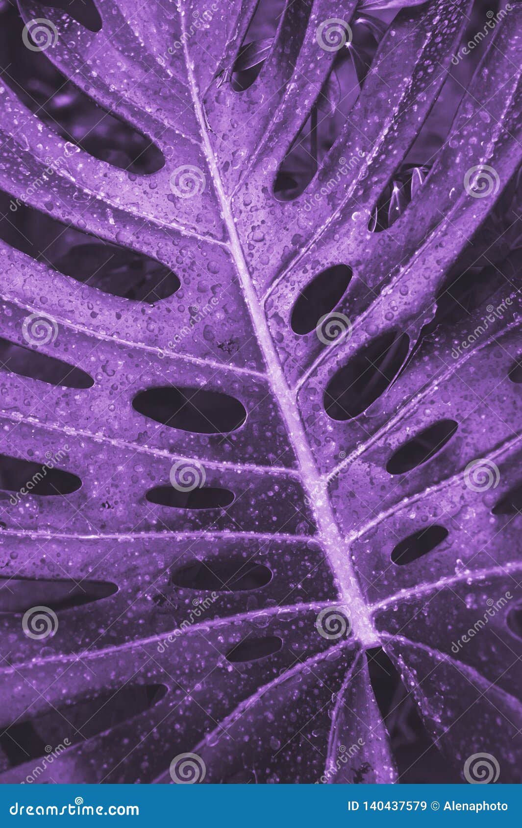 Violet palm tree leaf. stock image. Image of plant, tree - 140437579