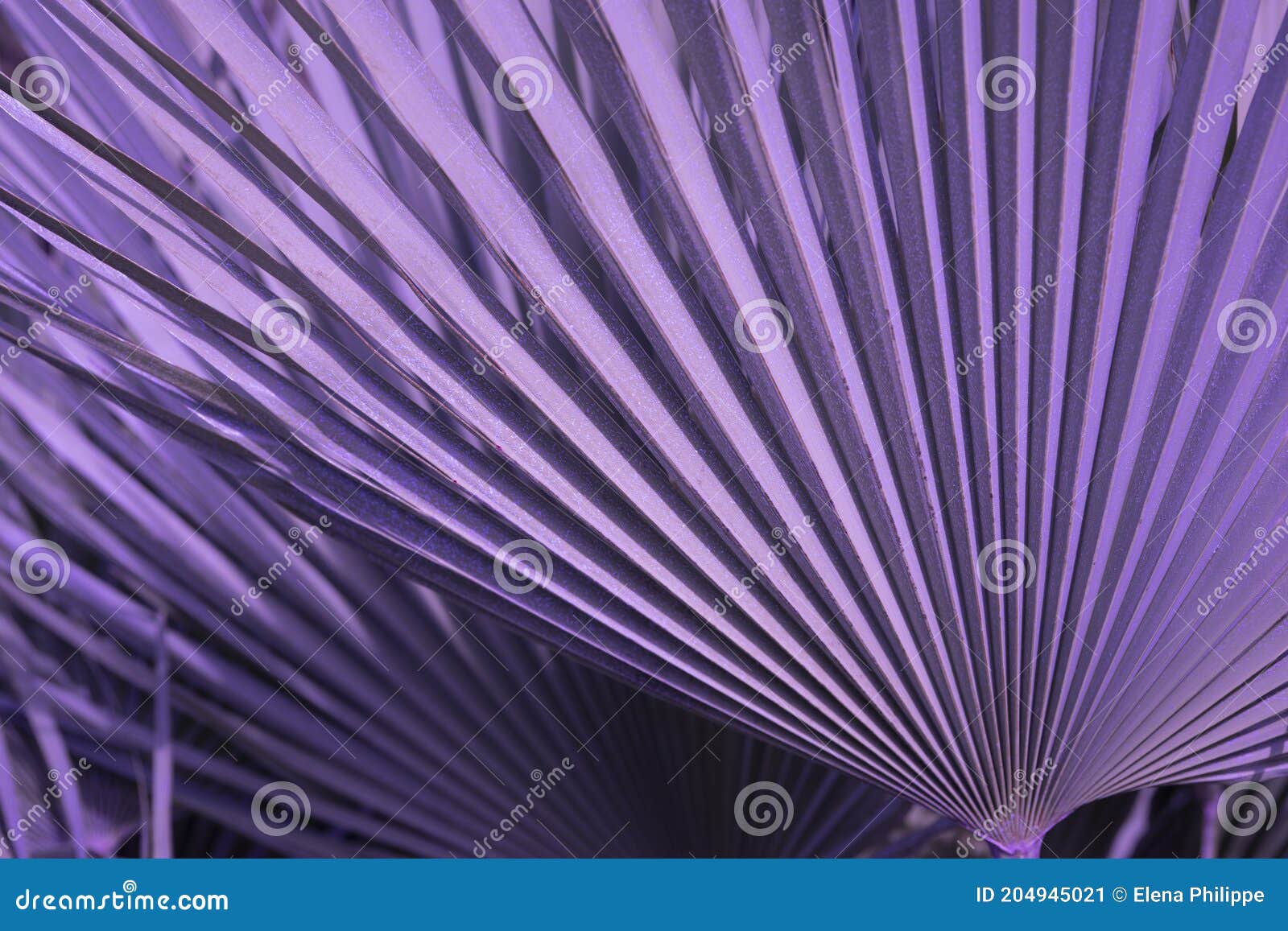 Violet Palm Tree Leaf with Sunlight Reflection. Abstraction Background ...