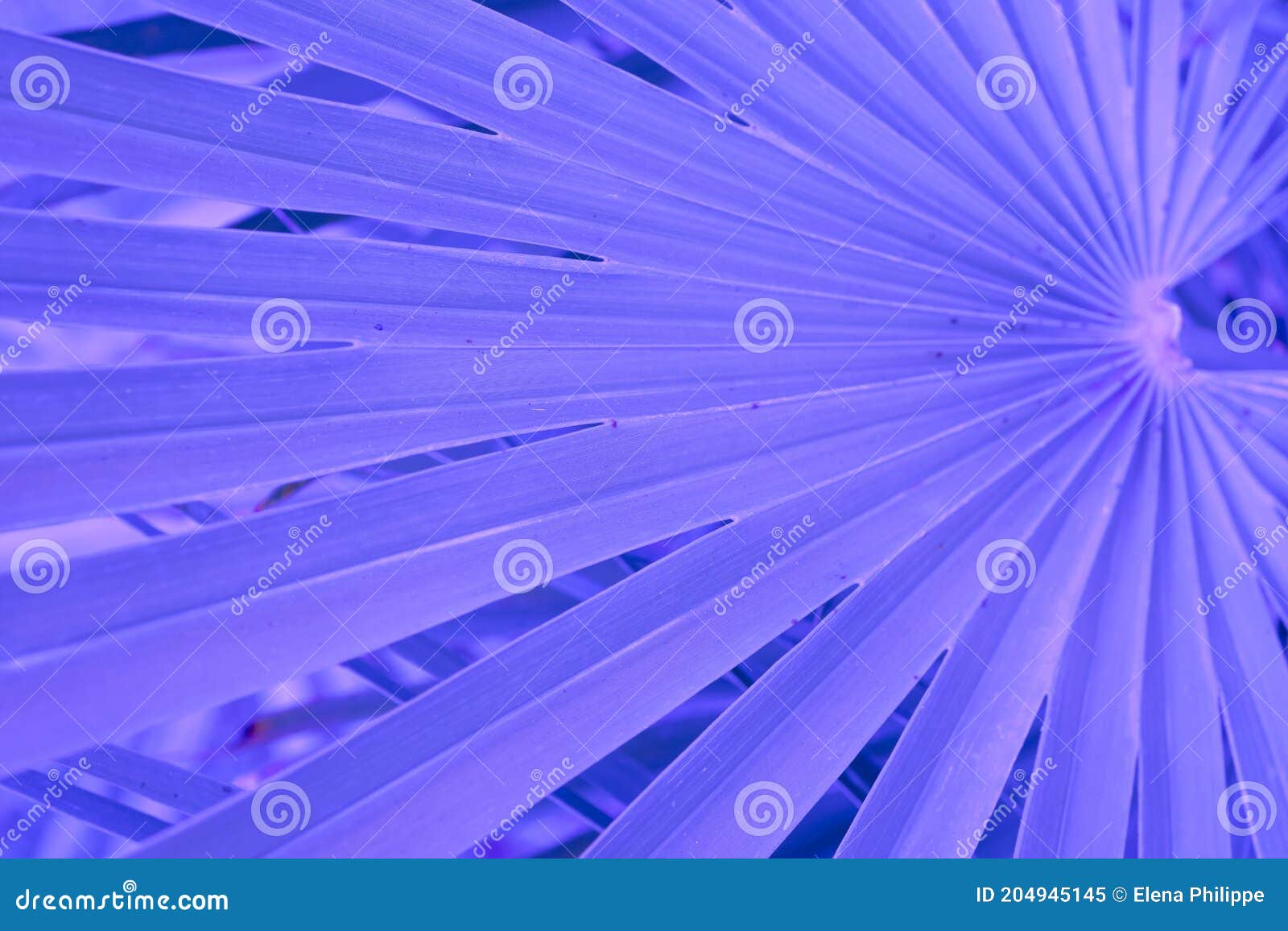 Violet Palm Tree Leaf with Sunlight Reflection. Abstraction Background ...