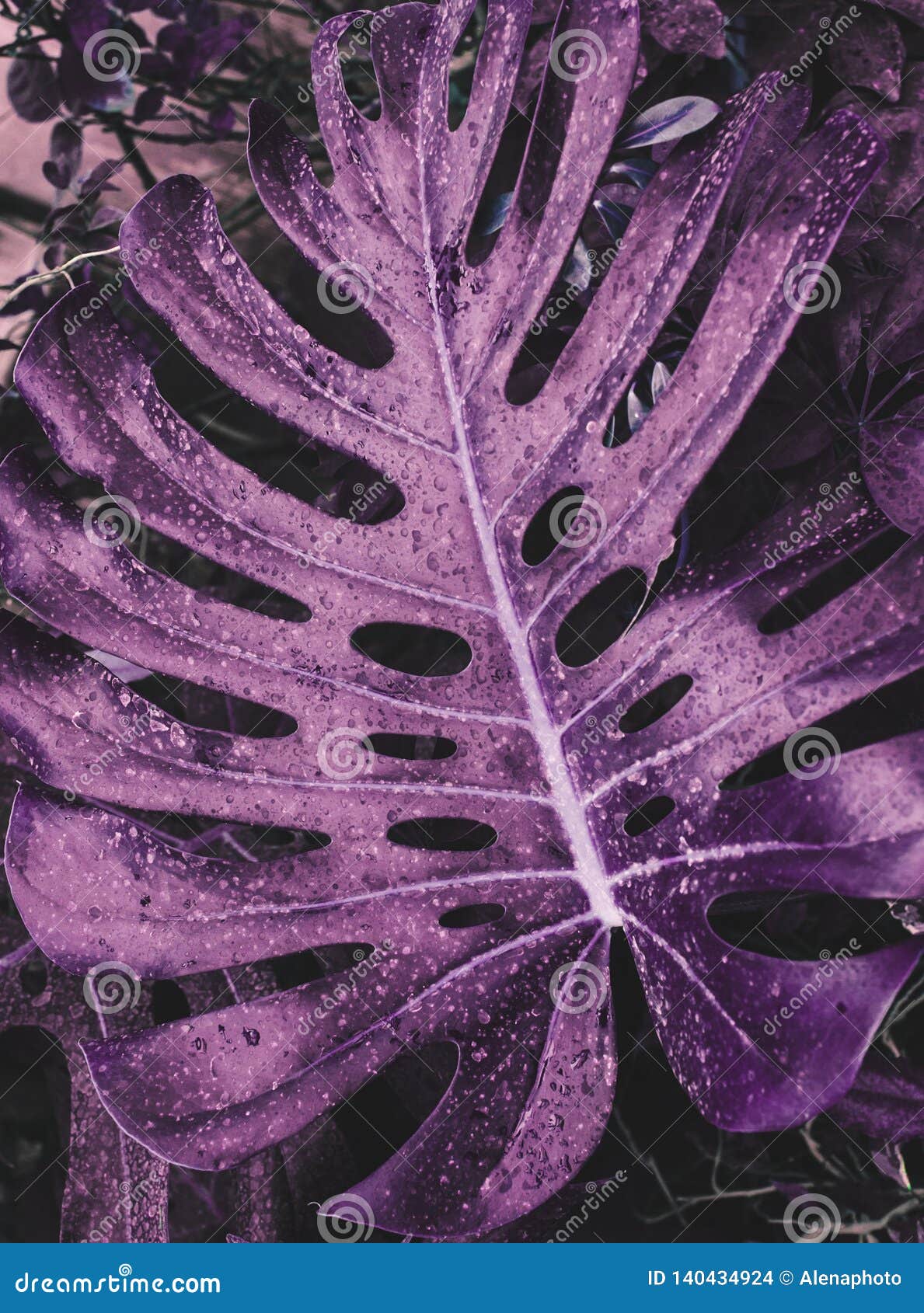 Violet palm tree leaf. stock photo. Image of violet - 140434924