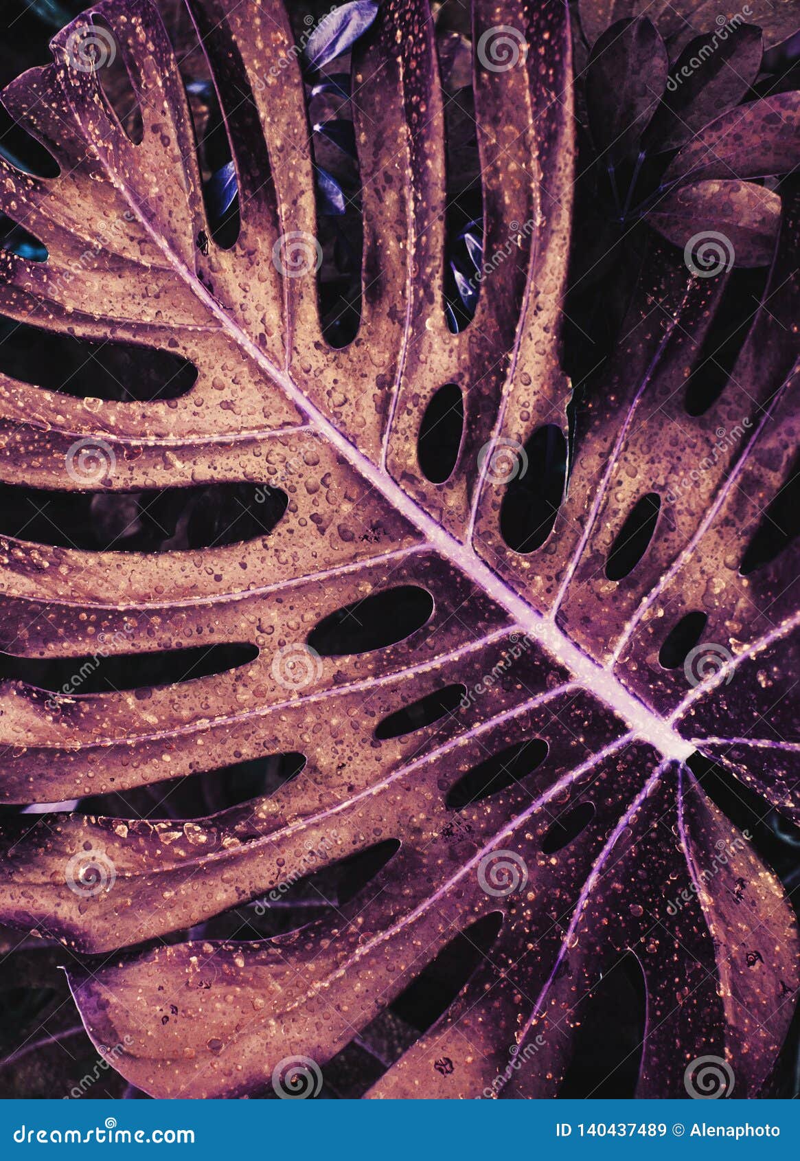 Violet palm tree leaf. stock image. Image of palm, tropical - 140437489