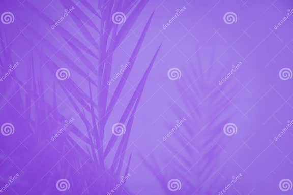 Violet Palm Tree Leaves on the Light Violet Background Stock ...