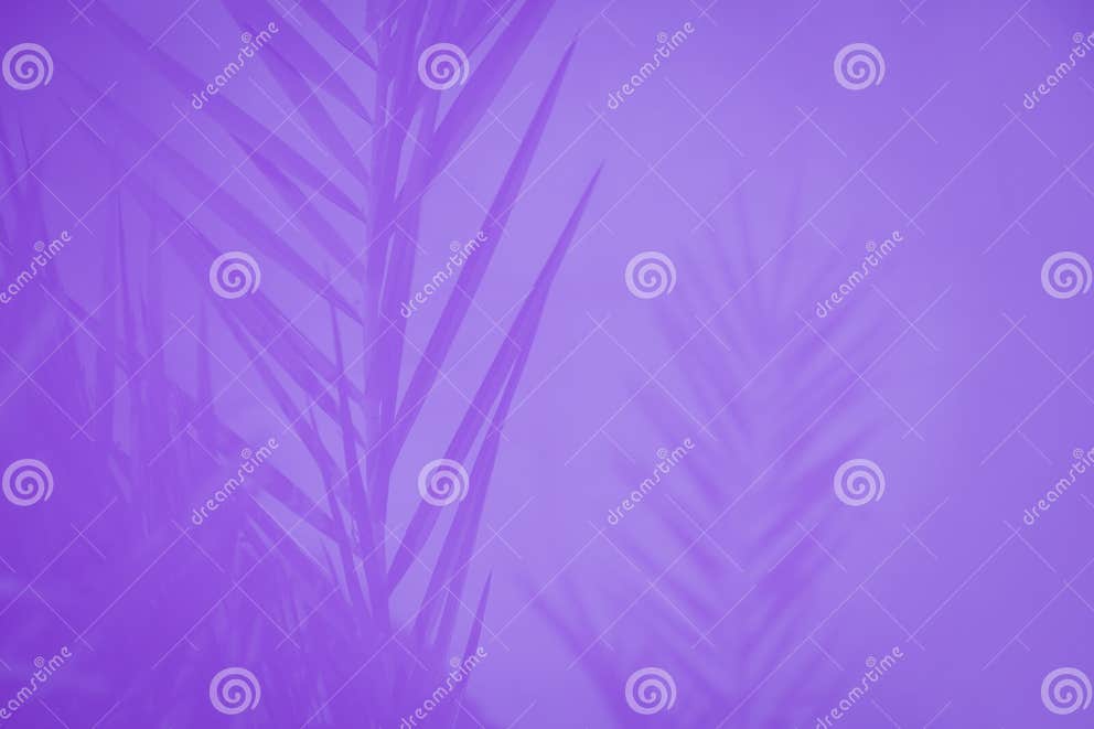 Violet Palm Tree Leaves on the Light Violet Background Stock ...