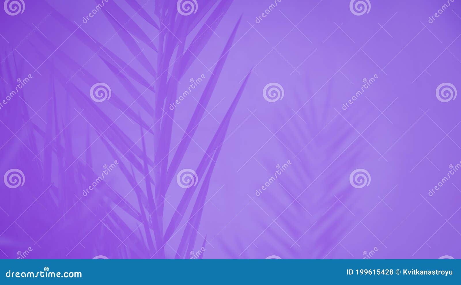 Violet Palm Tree Leaves on the Light Violet 16 on 9 Background Stock ...