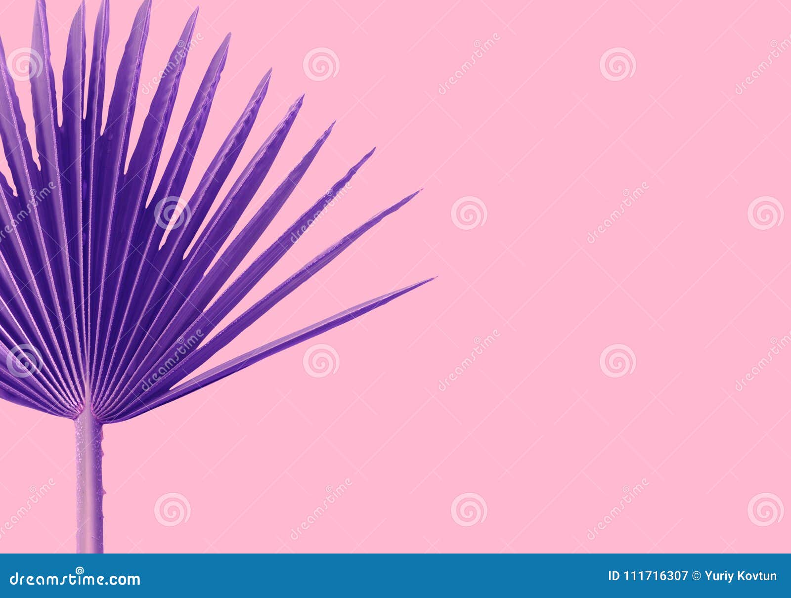 Violet Palms Leafs Pink Background Concept Illustration Stock Image ...