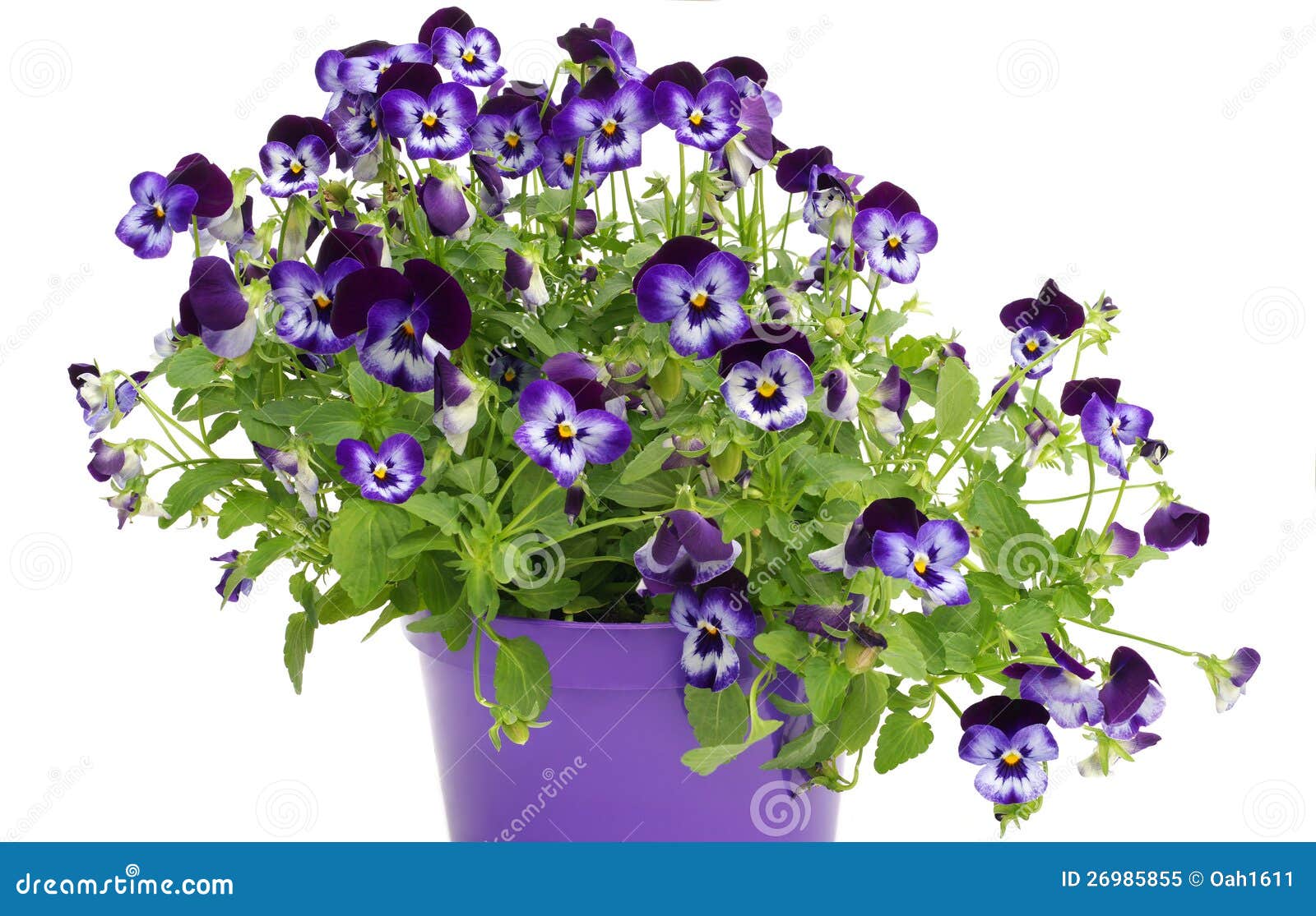 Pansies Sprouts Stock Photos - Free & Royalty-Free Stock Photos from ...