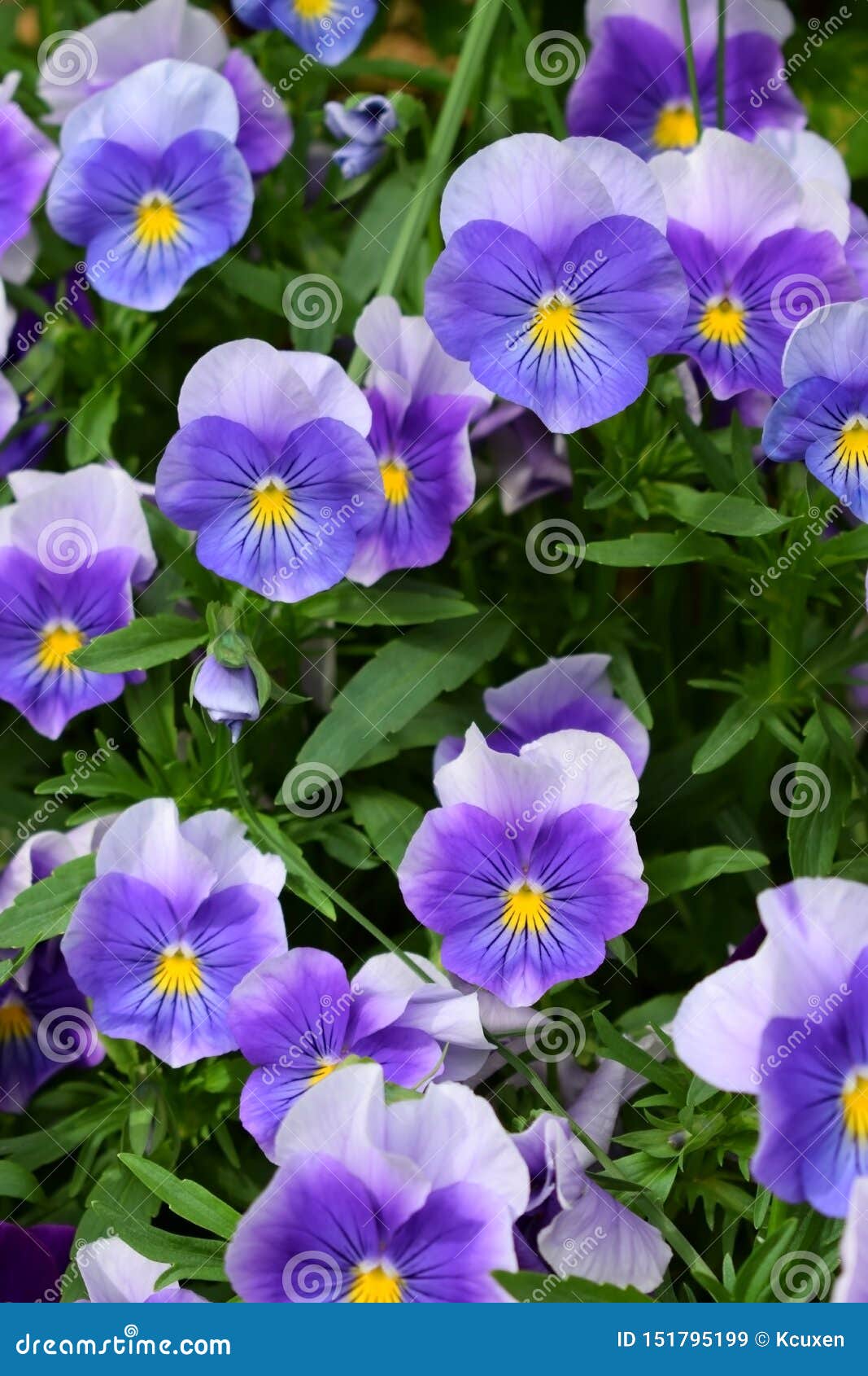 Violet Pansies on the Flower Bed Stock Image - Image of background ...