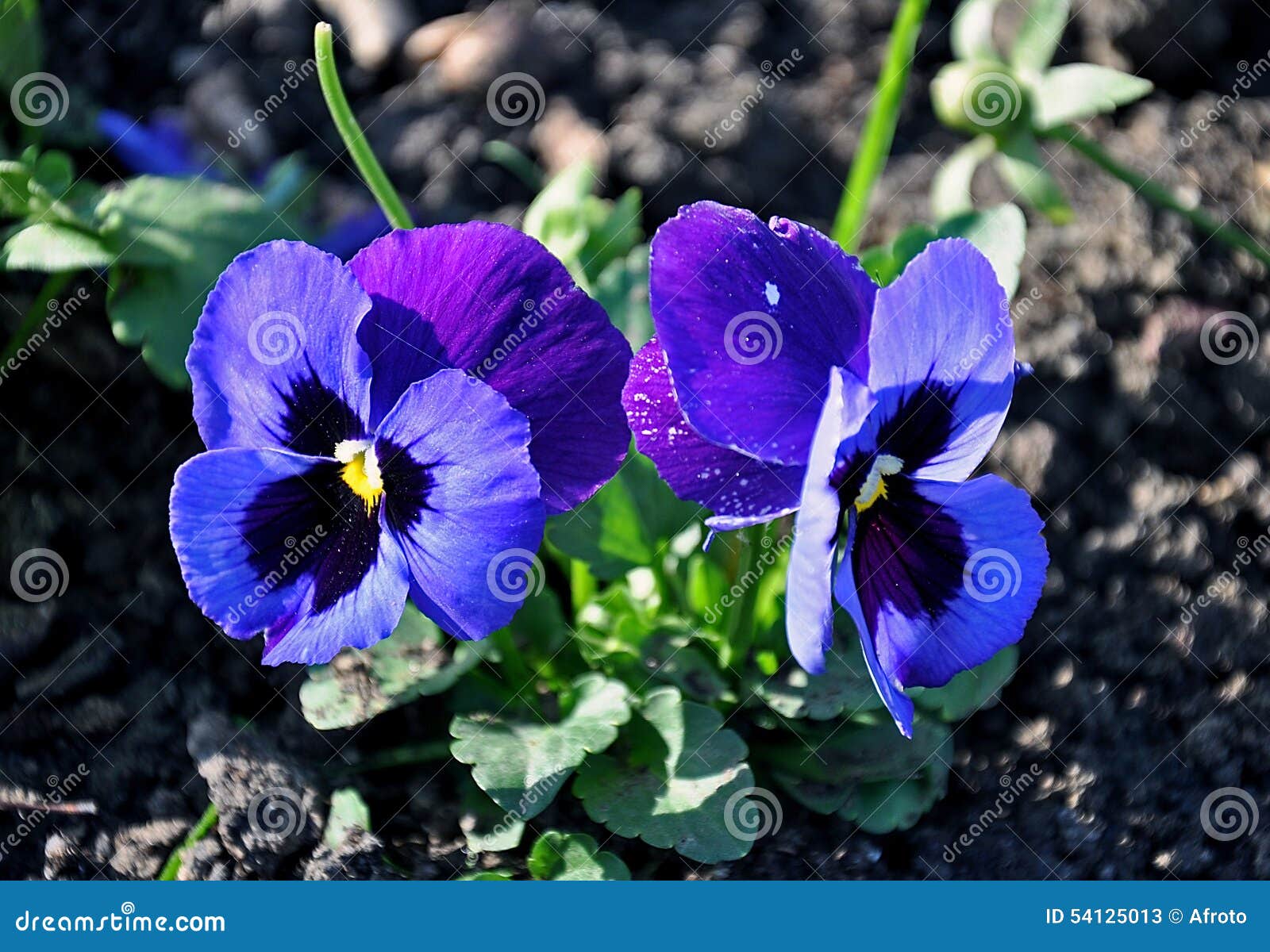Violet pansy stock image. Image of pansy, background - 54125013