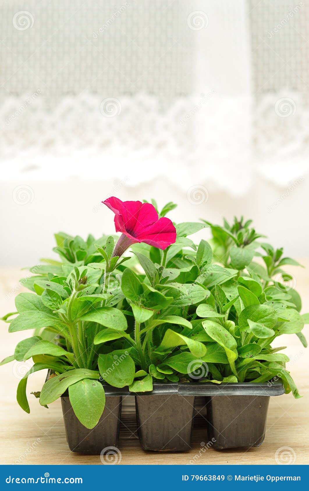 Violet Petunia seedlings stock image. Image of seed, seedling - 79663849