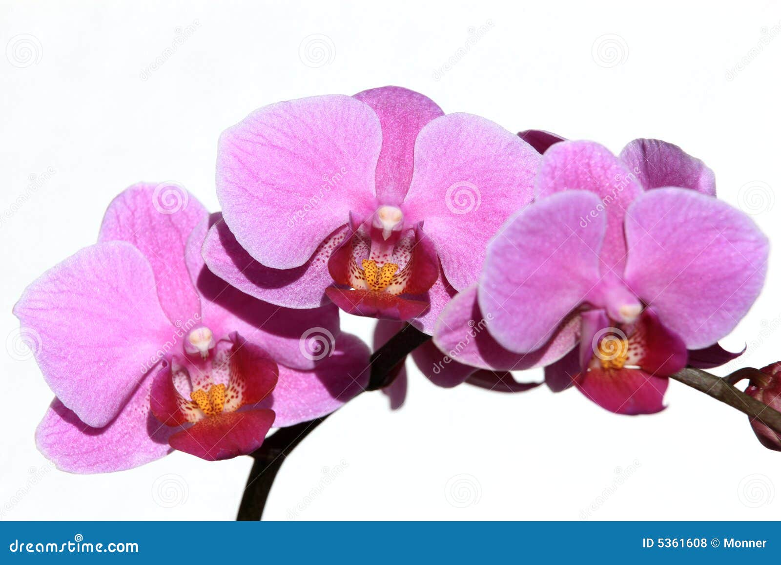Violet Phalaenopsis Orchid stock photo. Image of gardening - 5361608