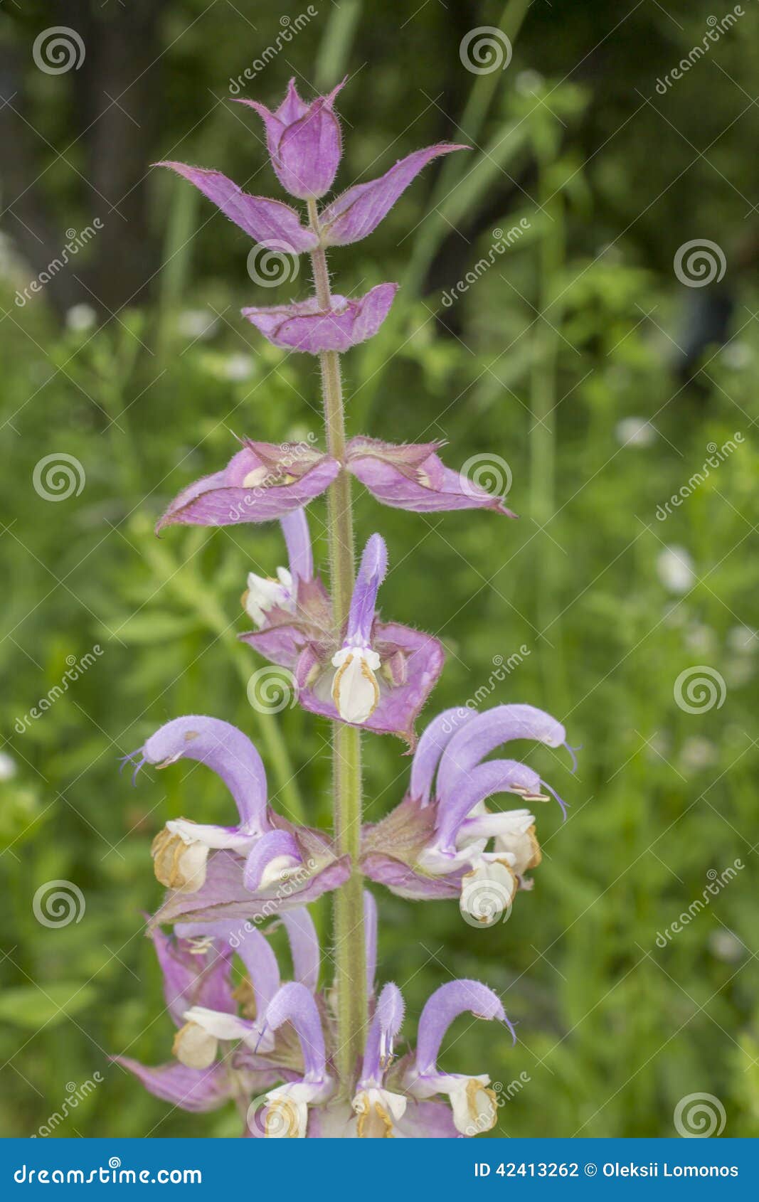 Violet-pink sage stock photo. Image of leaves, buds, leaflets - 42413262