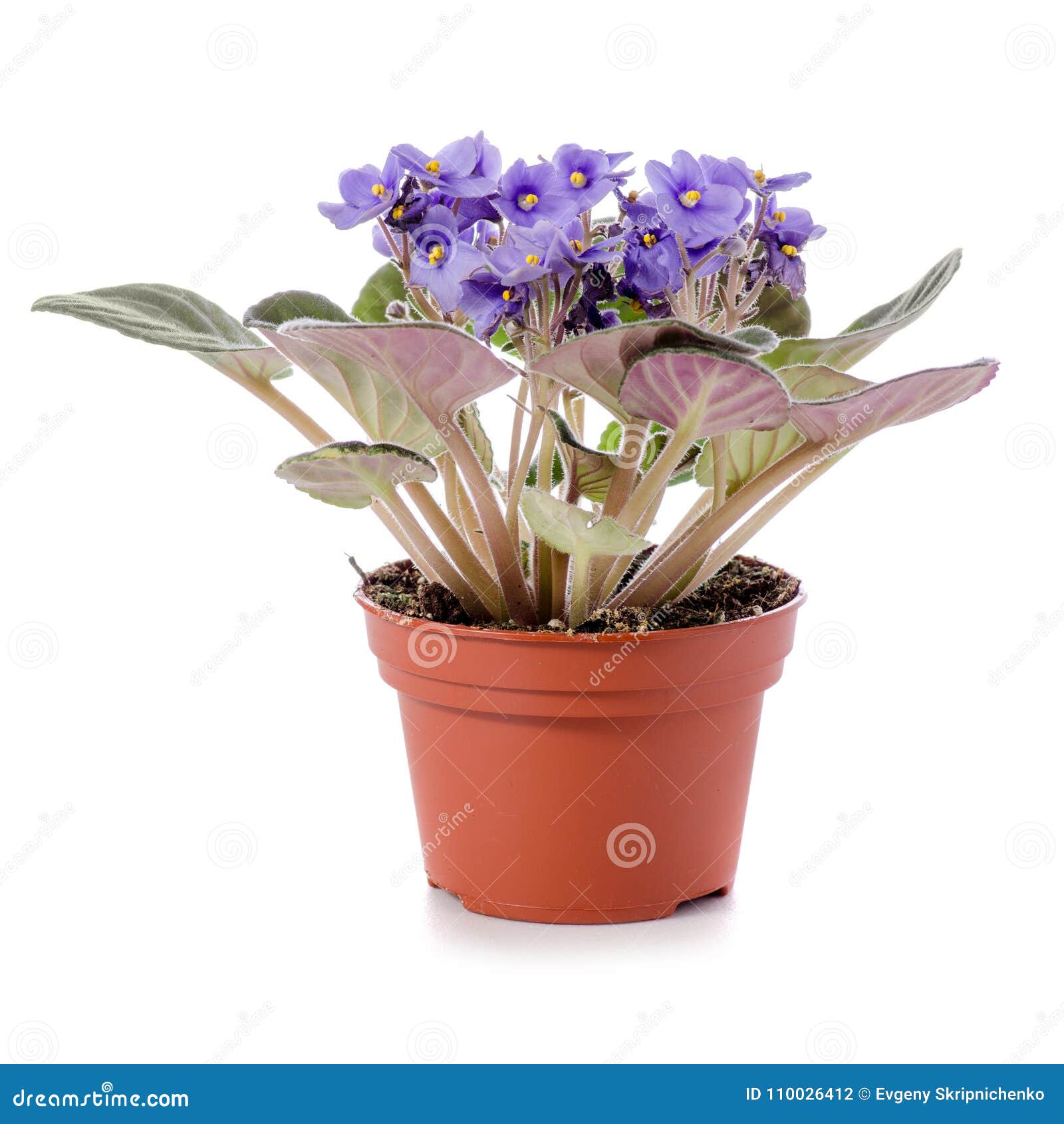 Violet in a pot isolated stock photo. Image of color - 110026412