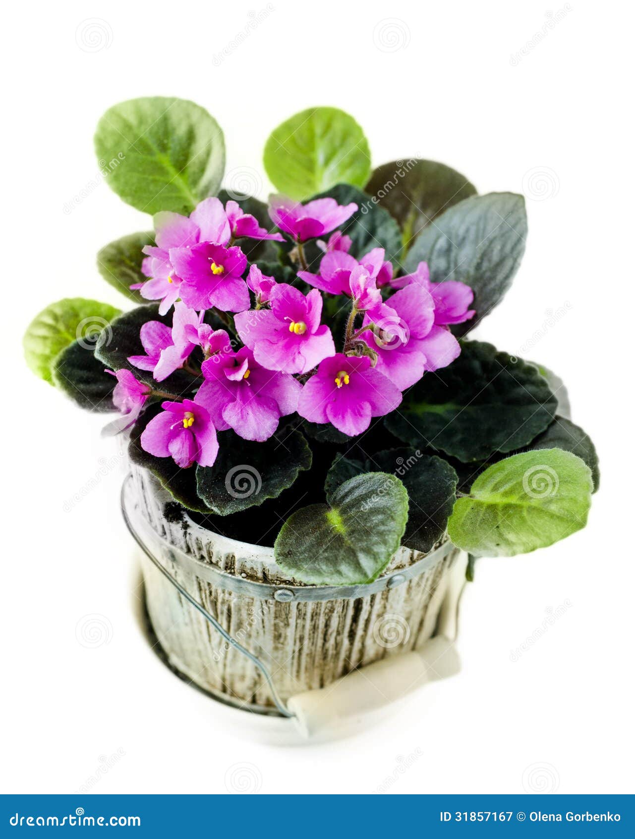 Violet in pot stock image. Image of detail, bunch, home - 31857167