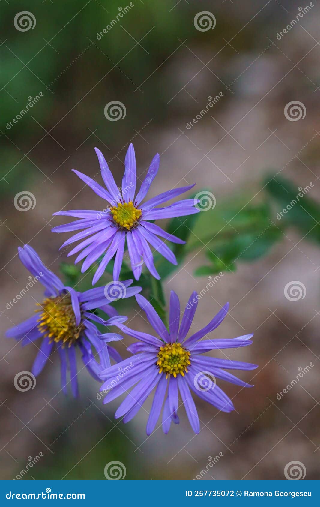 Violet Prairie Aster - Aster Amellus Stock Photo - Image of plant ...