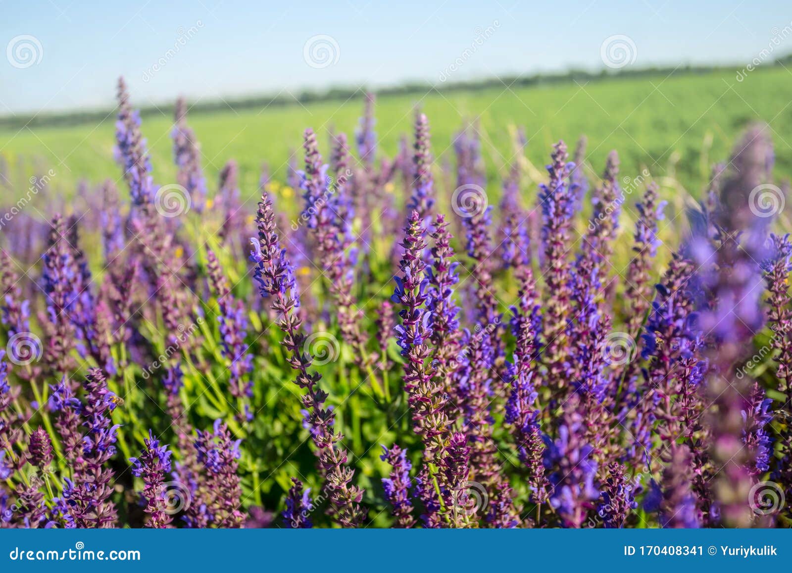 Violet Prairie Flowers among a Green Fields Stock Image - Image of ...